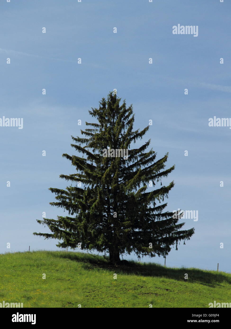 single fir tree Stock Photo - Alamy