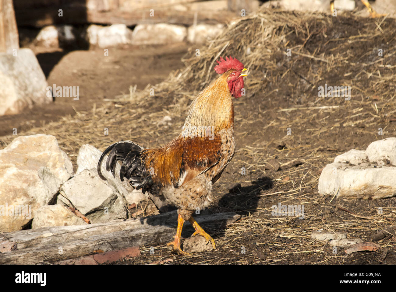 Rooster in rural barn yard in sunny day Stock Photo - Alamy