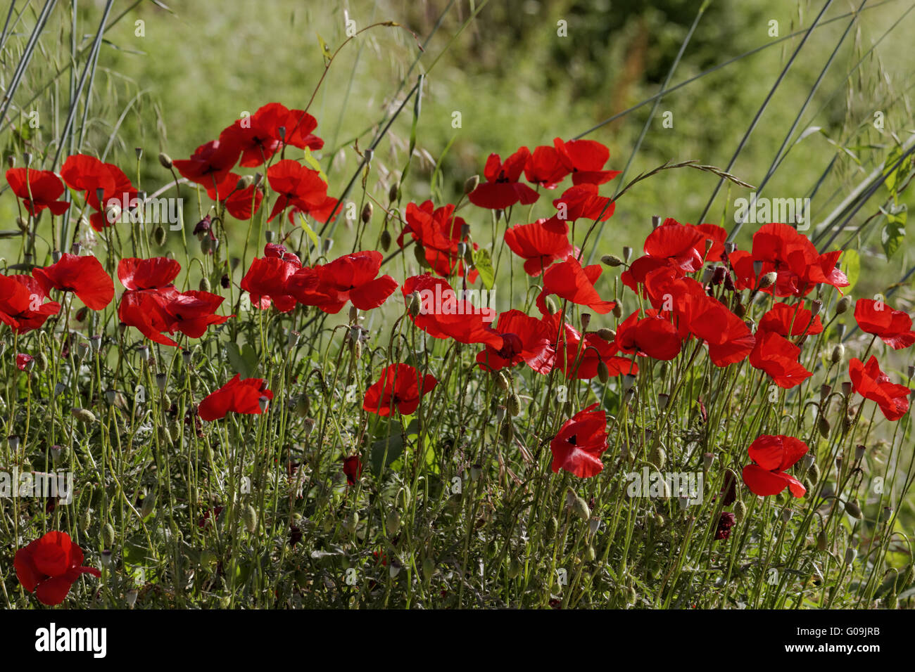 Papaver rhoeas, Corn Poppy, Field poppy, Red weed Stock Photo - Alamy