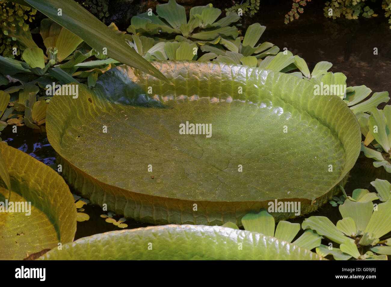 Victoria amazonica, Giant waterlily, Water lily Stock Photo - Alamy
