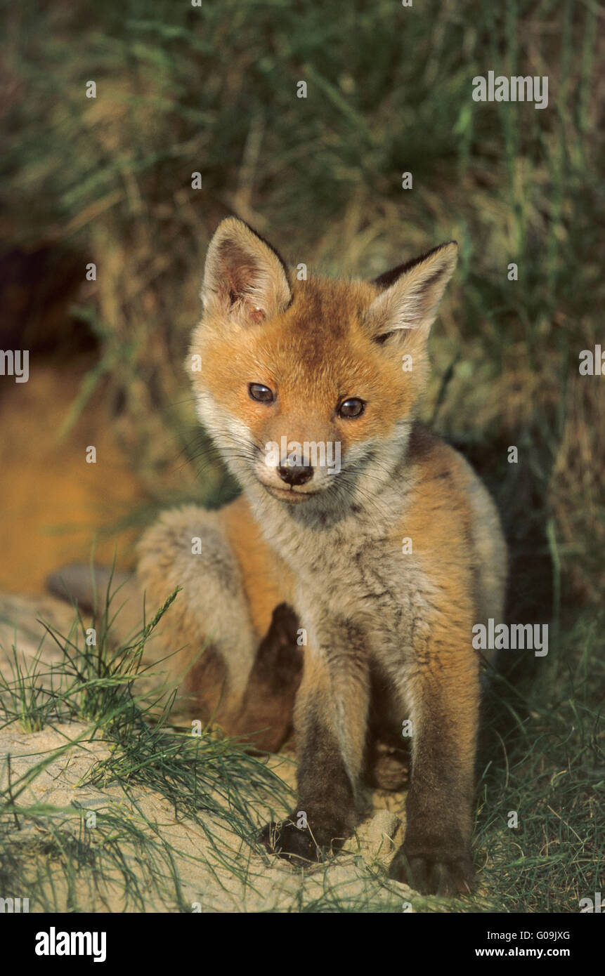 Red Fox kit sitting in front of the foxs den Stock Photo - Alamy