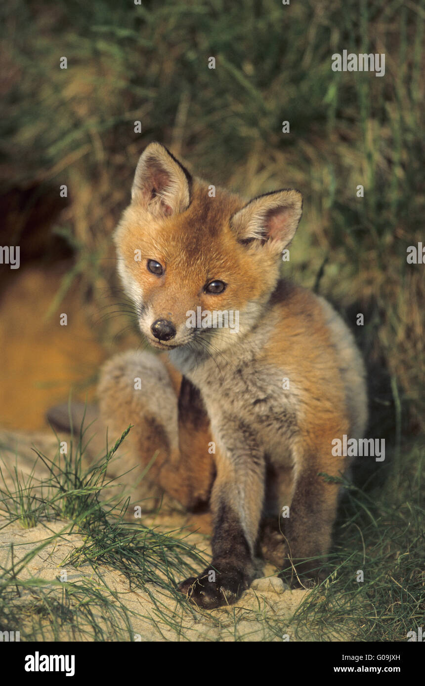 Red Fox kit sitting in front of the foxs den Stock Photo - Alamy