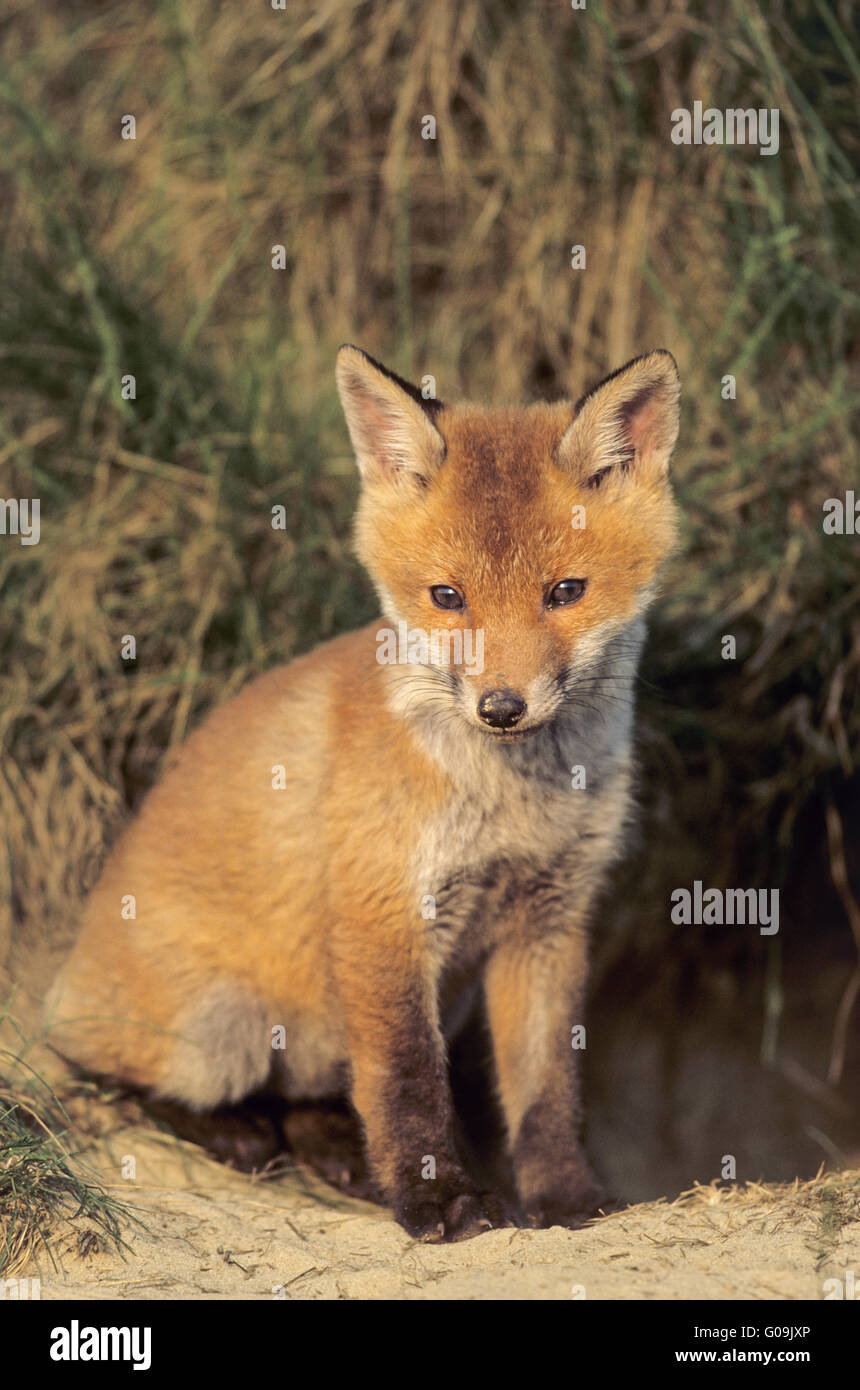 Red Fox kit sitting in front of the foxs den Stock Photo - Alamy