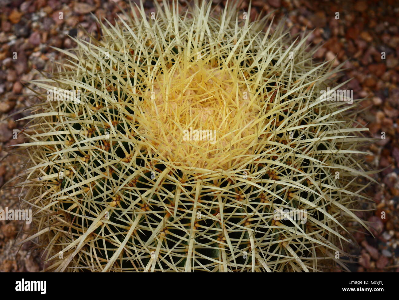 Extreme Close Up Shot Of Cactus Plant Stock Photo - Alamy
