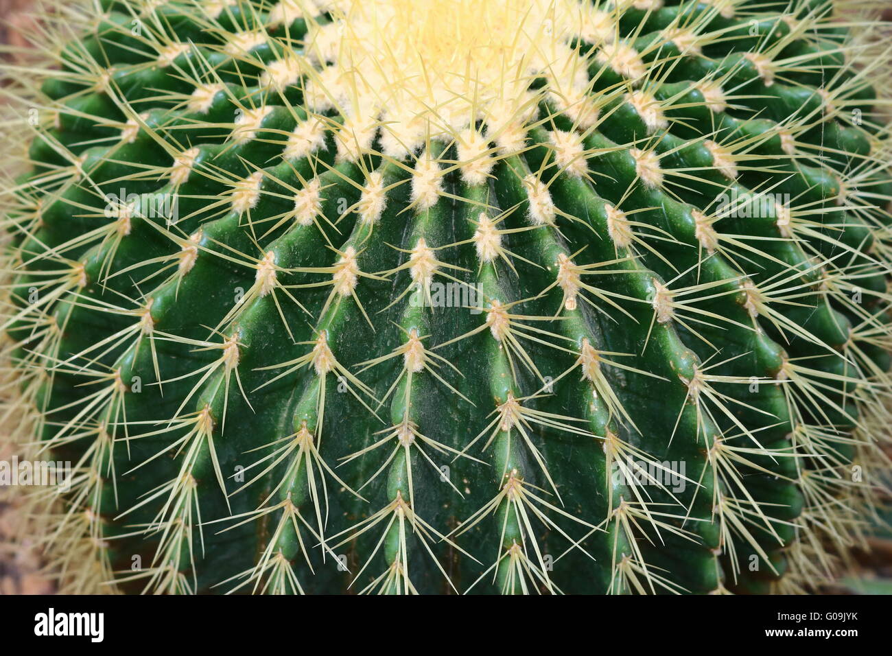 Extreme Close Up Shot Of Cactus Plant Stock Photo - Alamy