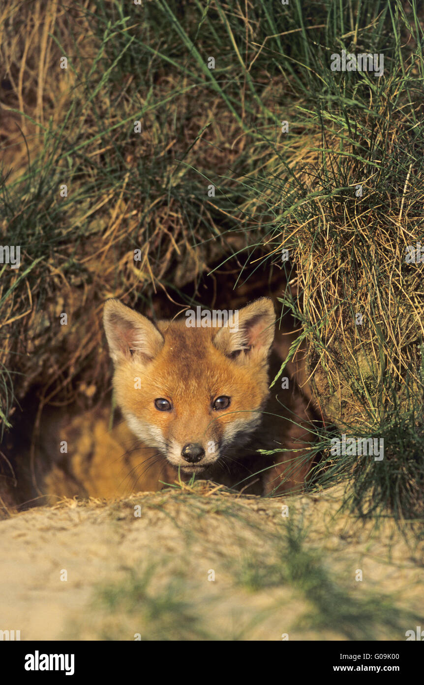 Foxs den hi-res stock photography and images - Alamy