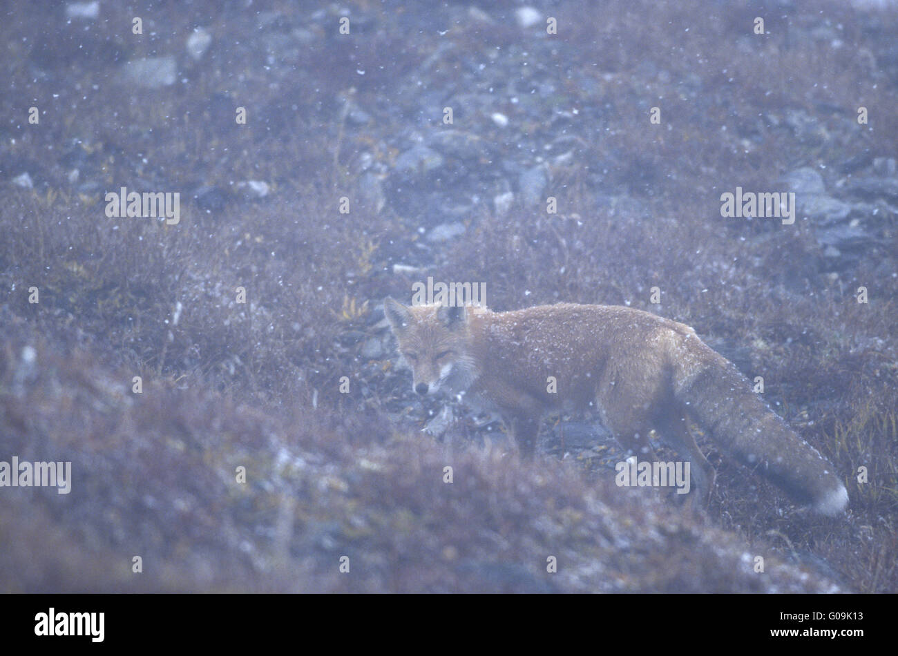 Primrose ridge denali national park hi-res stock photography and images ...