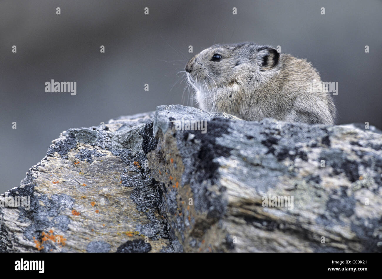 Collared pikas hi-res stock photography and images - Alamy