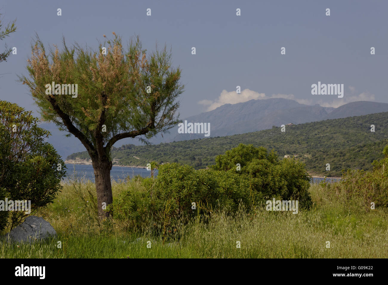 Landscape with tamarisk tree, Tamarix, Salt cedar Stock Photo - Alamy
