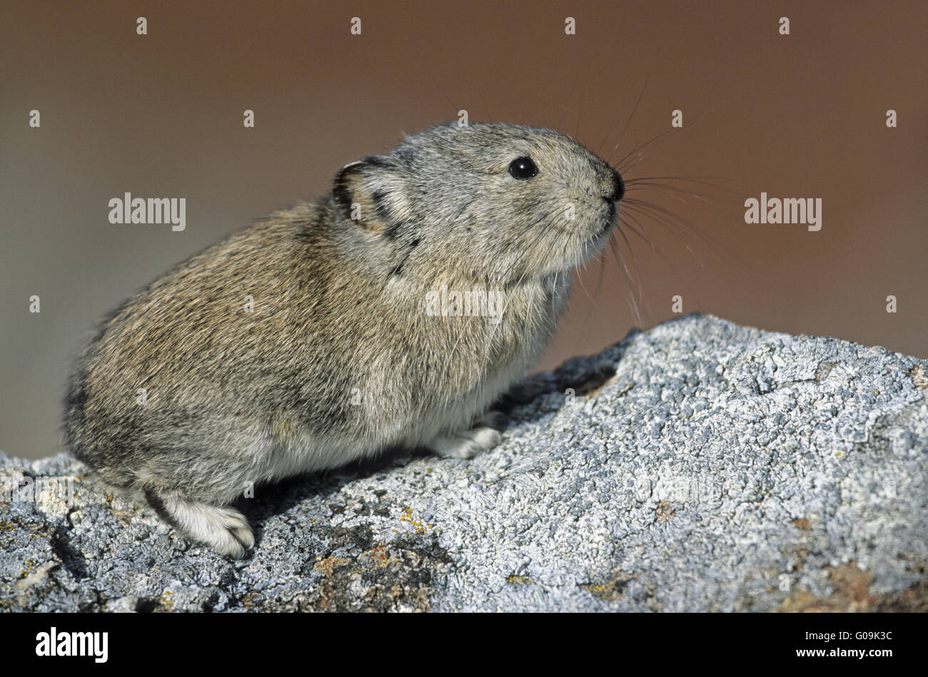 Collared pikas hi-res stock photography and images - Alamy