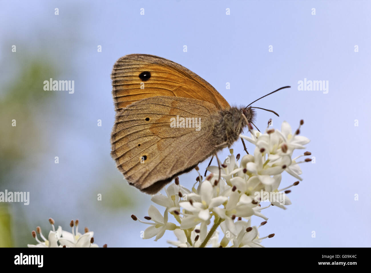 Mediterranean butterfly hi-res stock photography and images - Alamy