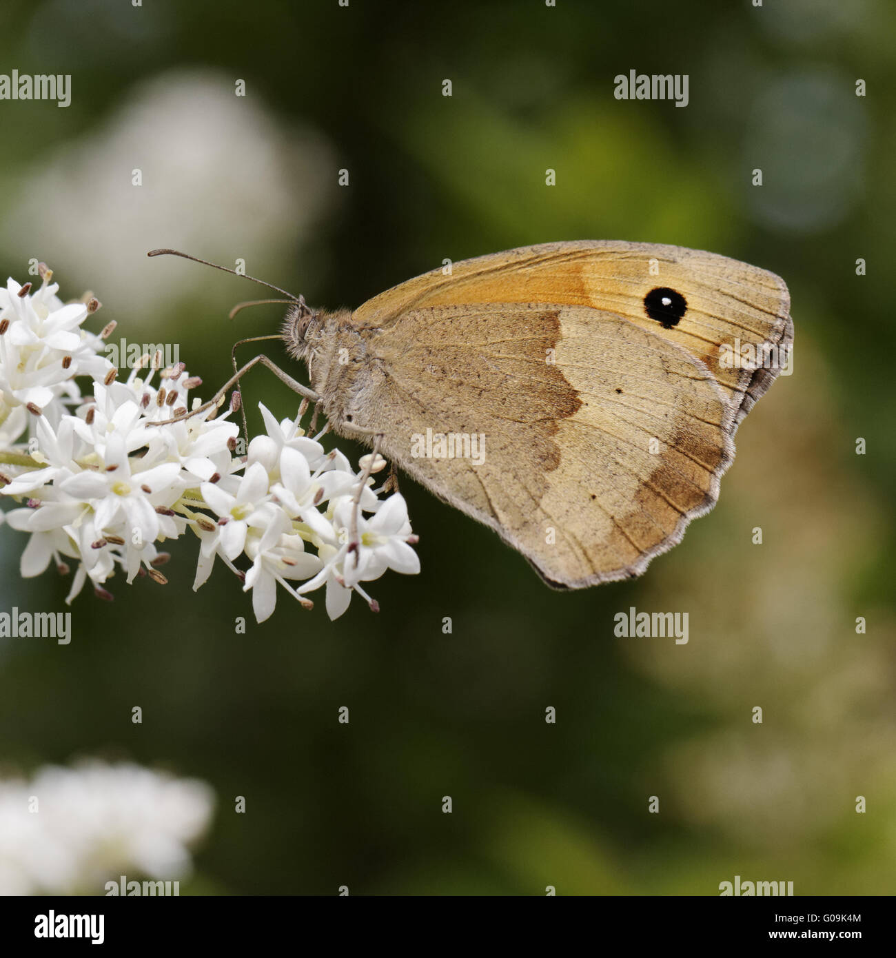 Maniola jurtina, Meadow Brown butterfly (female Stock Photo - Alamy