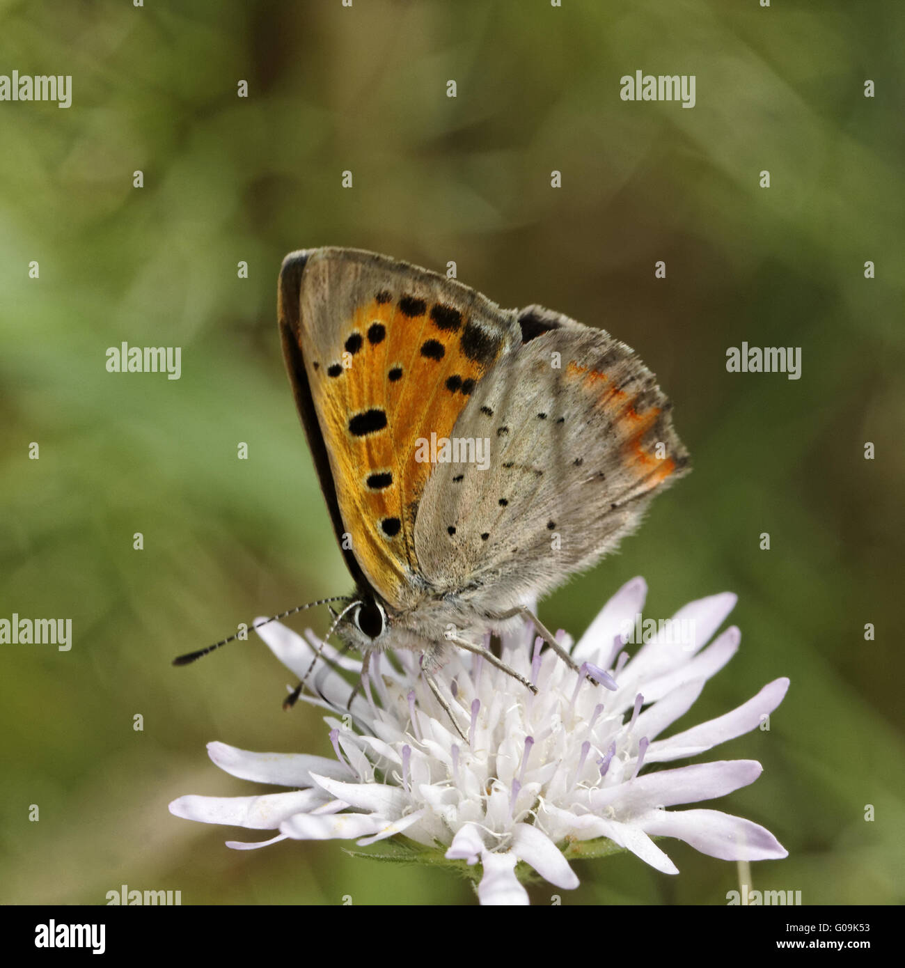 Lycaena phlaeas, Small Copper, American Copper Stock Photo - Alamy