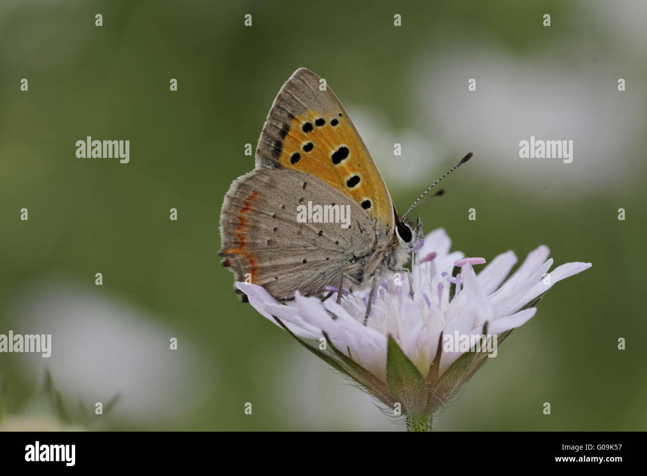 Lycaena phlaeas, Small Copper, American Copper Stock Photo - Alamy