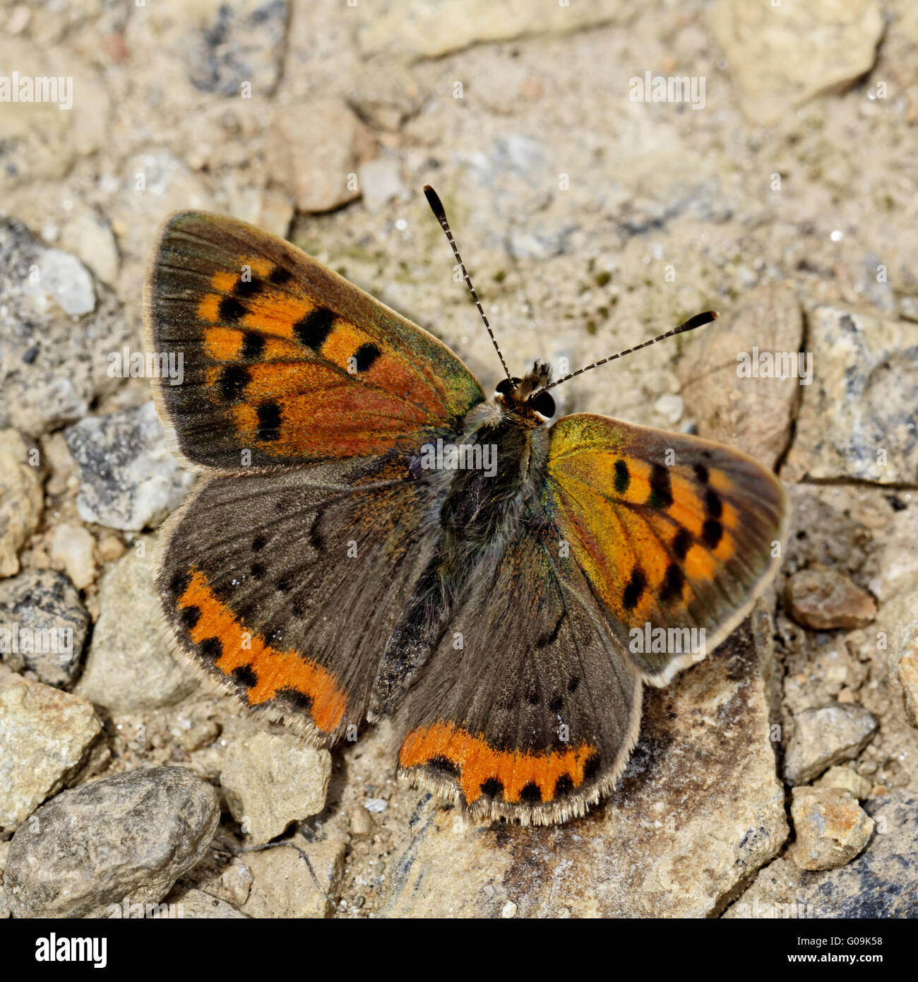 Lycaena phlaeas, Small Copper, American Copper Stock Photo - Alamy