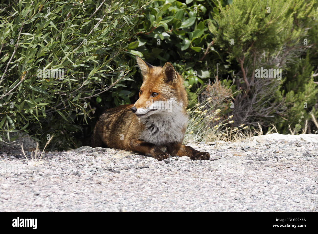 Red Fox (Vulpes vulpes) in the mountains, Corsica Stock Photo - Alamy