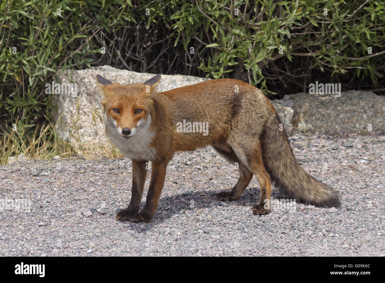 Red Fox (Vulpes vulpes) in the mountains, Corsica Stock Photo - Alamy