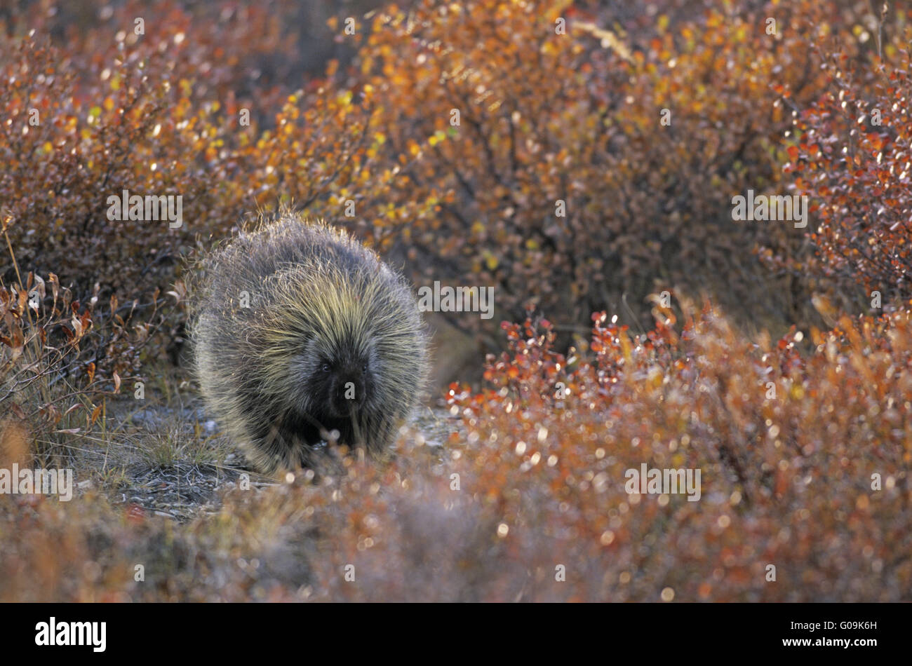 North american porcupine alaska hi-res stock photography and images - Alamy