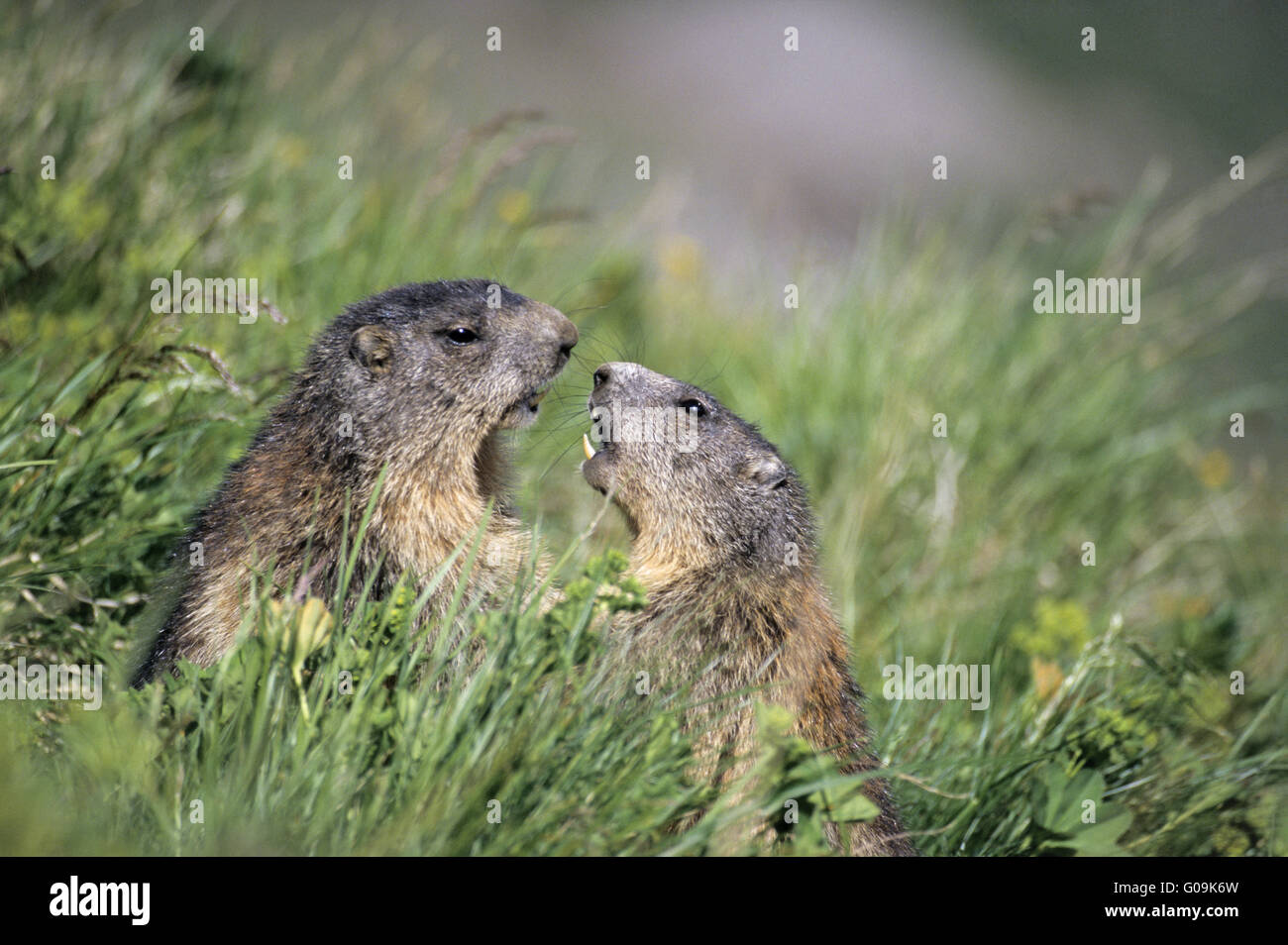 Young Alpine Marmots playfully fighting Stock Photo - Alamy