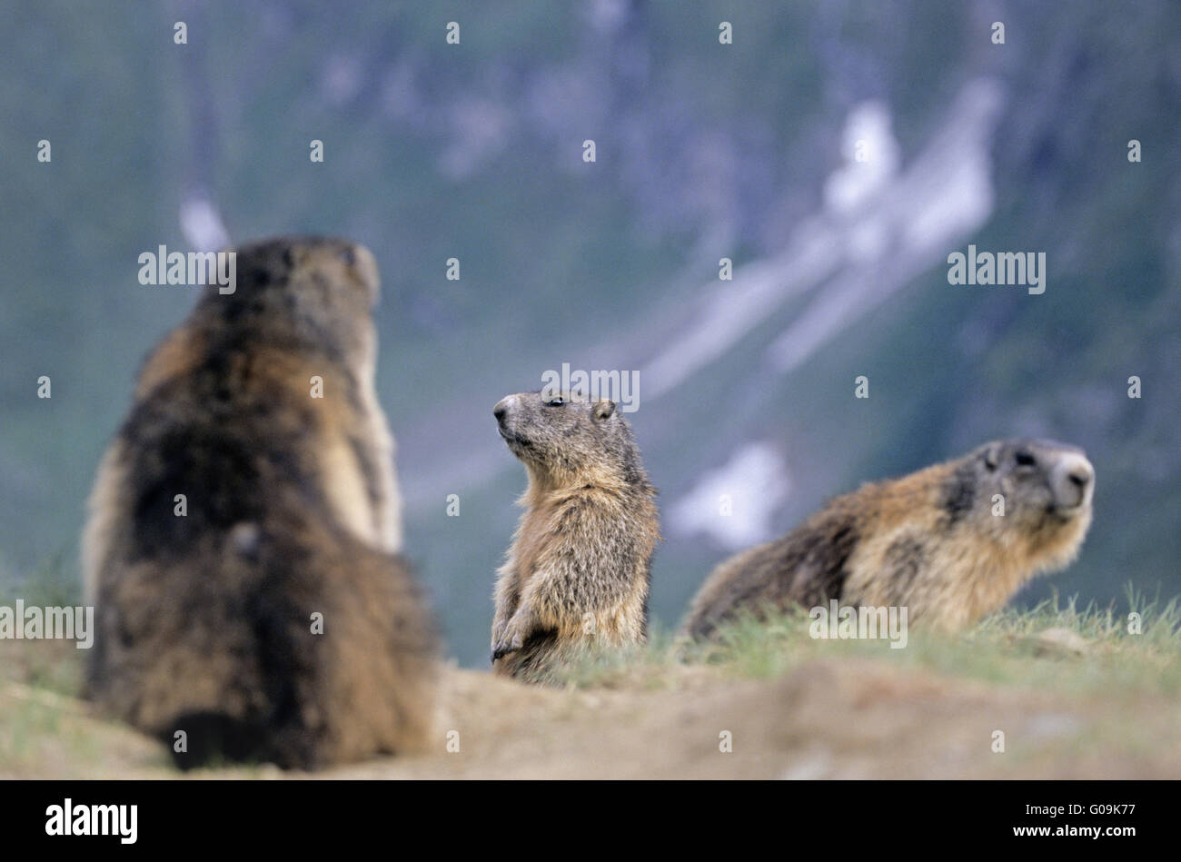 Alpine Marmots and young Marmot keeping lookout Stock Photo - Alamy