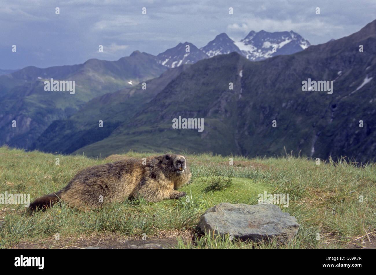 Alpine Marmot sunbathing in front of the Alps Stock Photo - Alamy