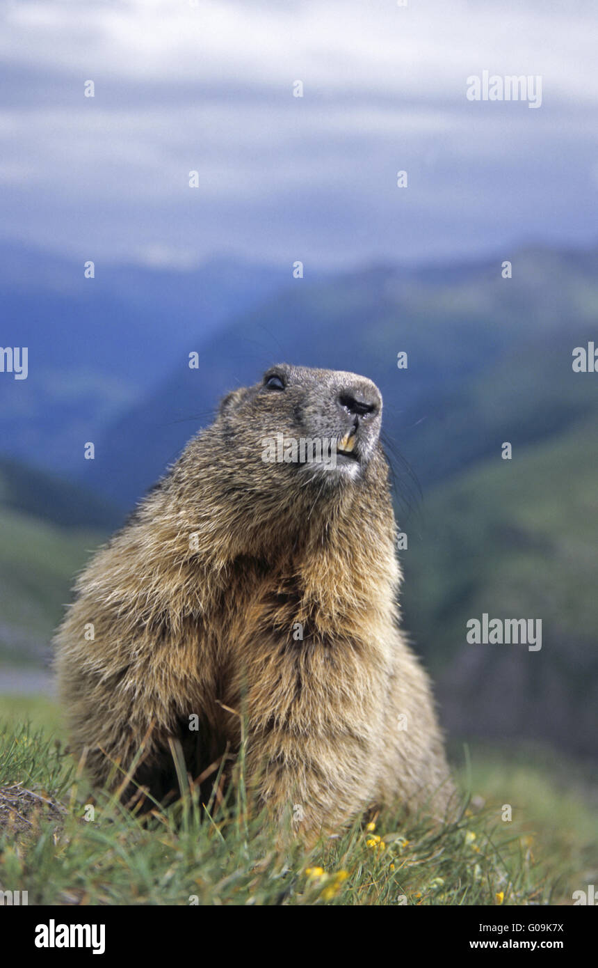 Keeping lookout hi-res stock photography and images - Alamy