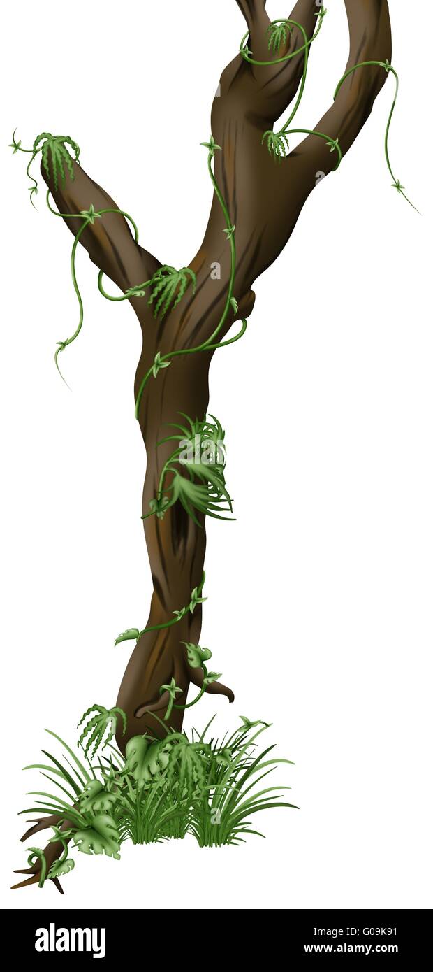 Trunk Tree and Creeping Plants Stock Photo - Alamy