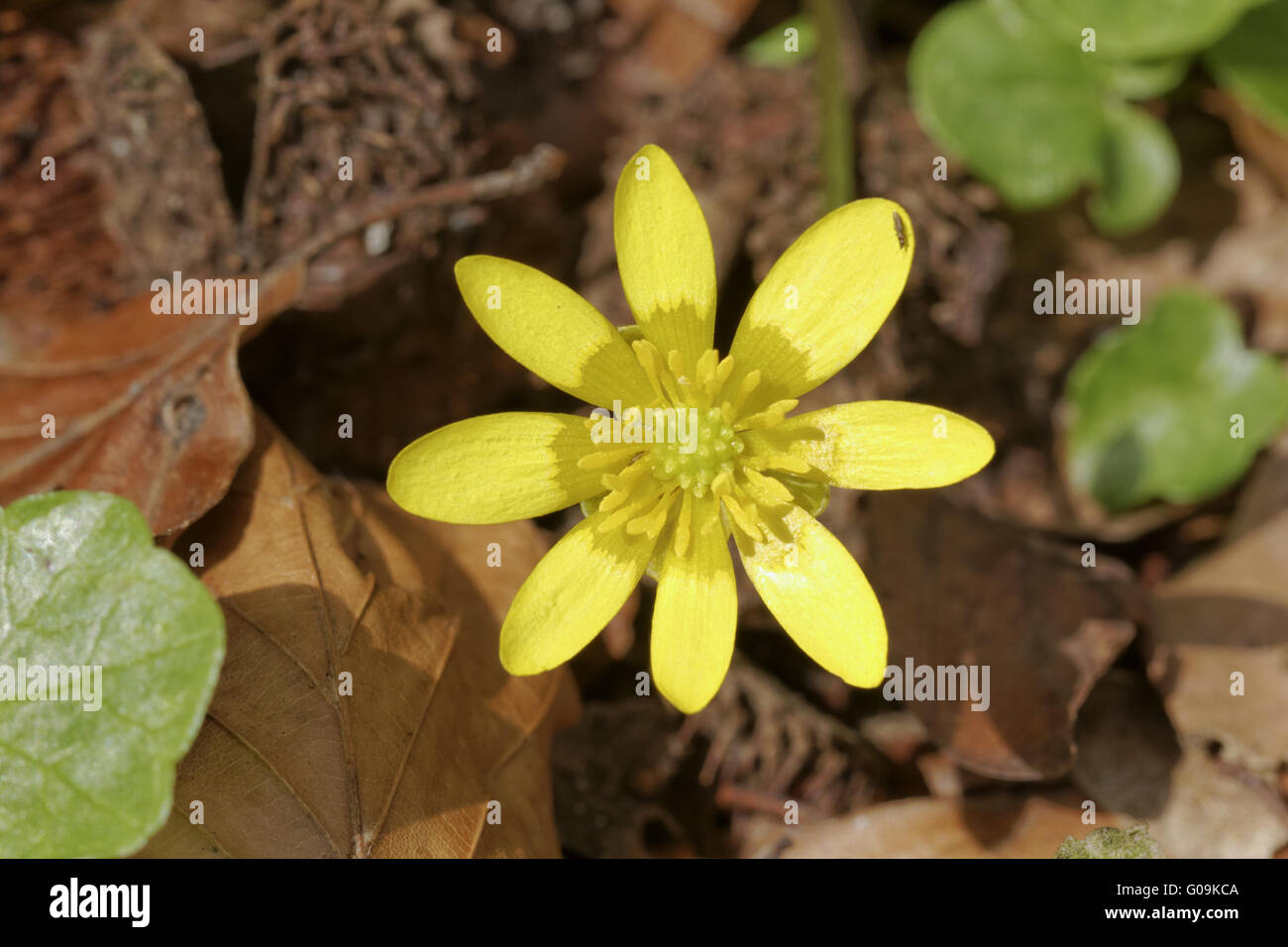 Ranunculus ficaria, Lesser Celandine, Pile wort Stock Photo - Alamy