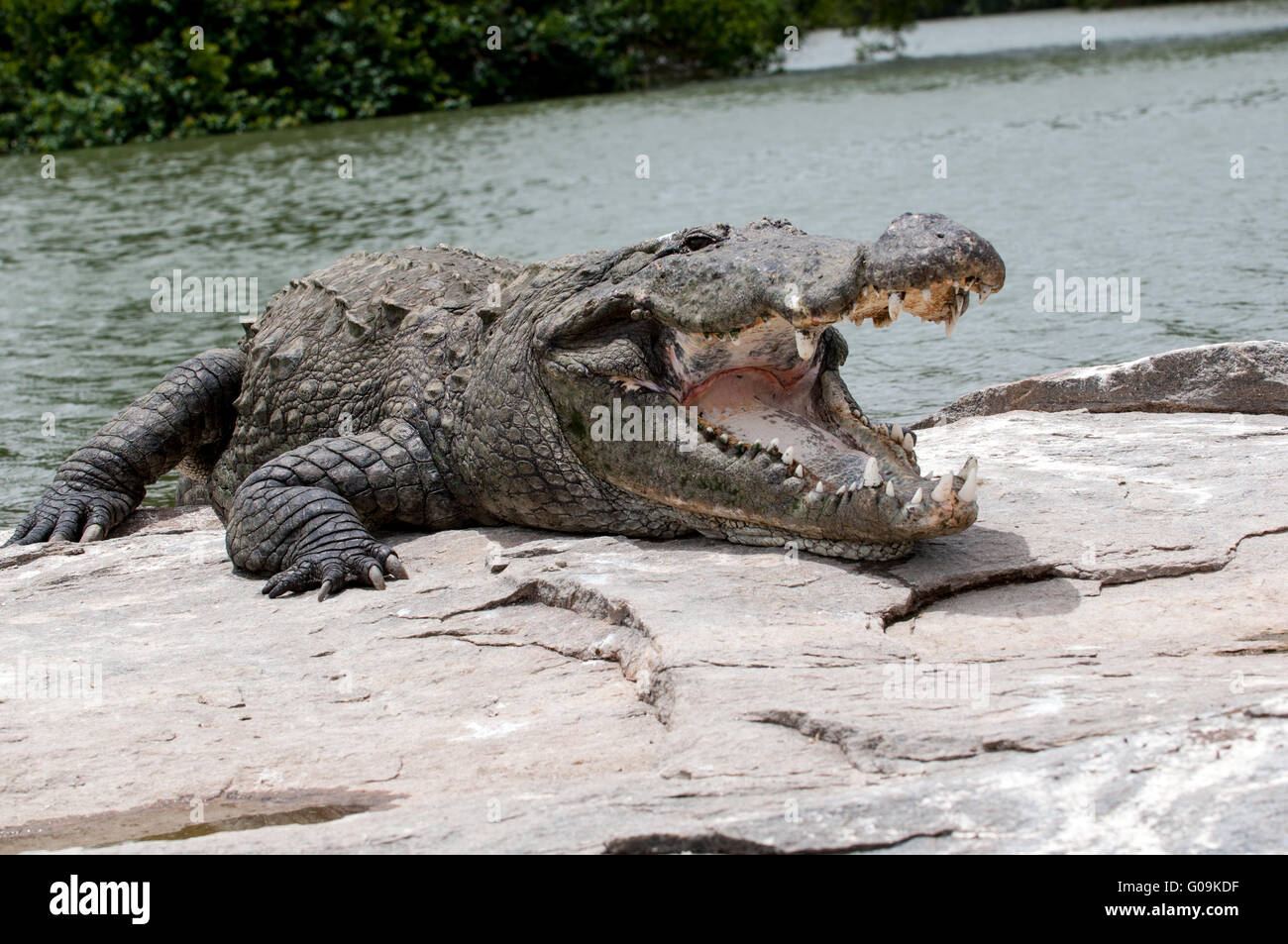 Rare reptile hi-res stock photography and images - Alamy