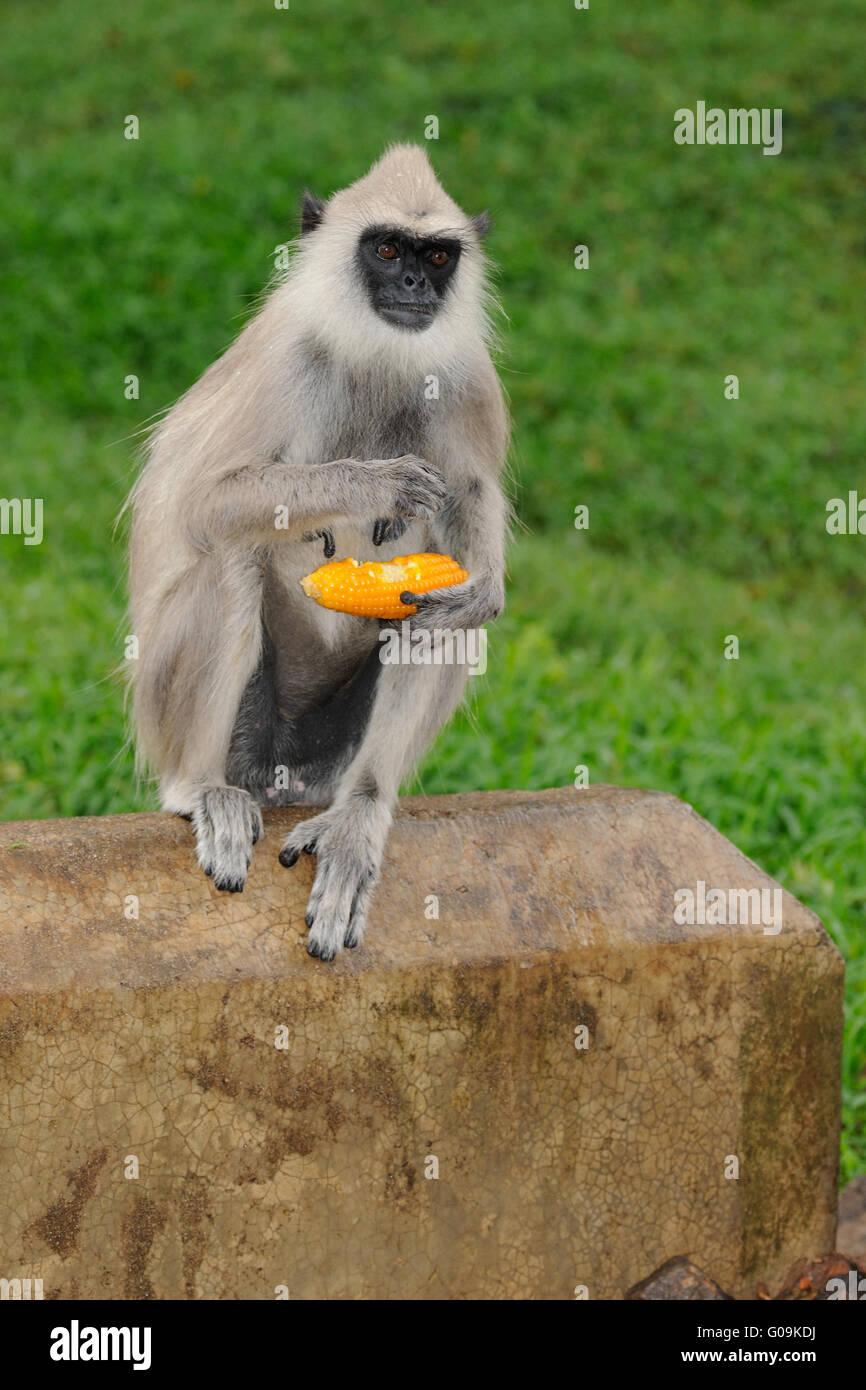 Langur behavior hi-res stock photography and images - Alamy