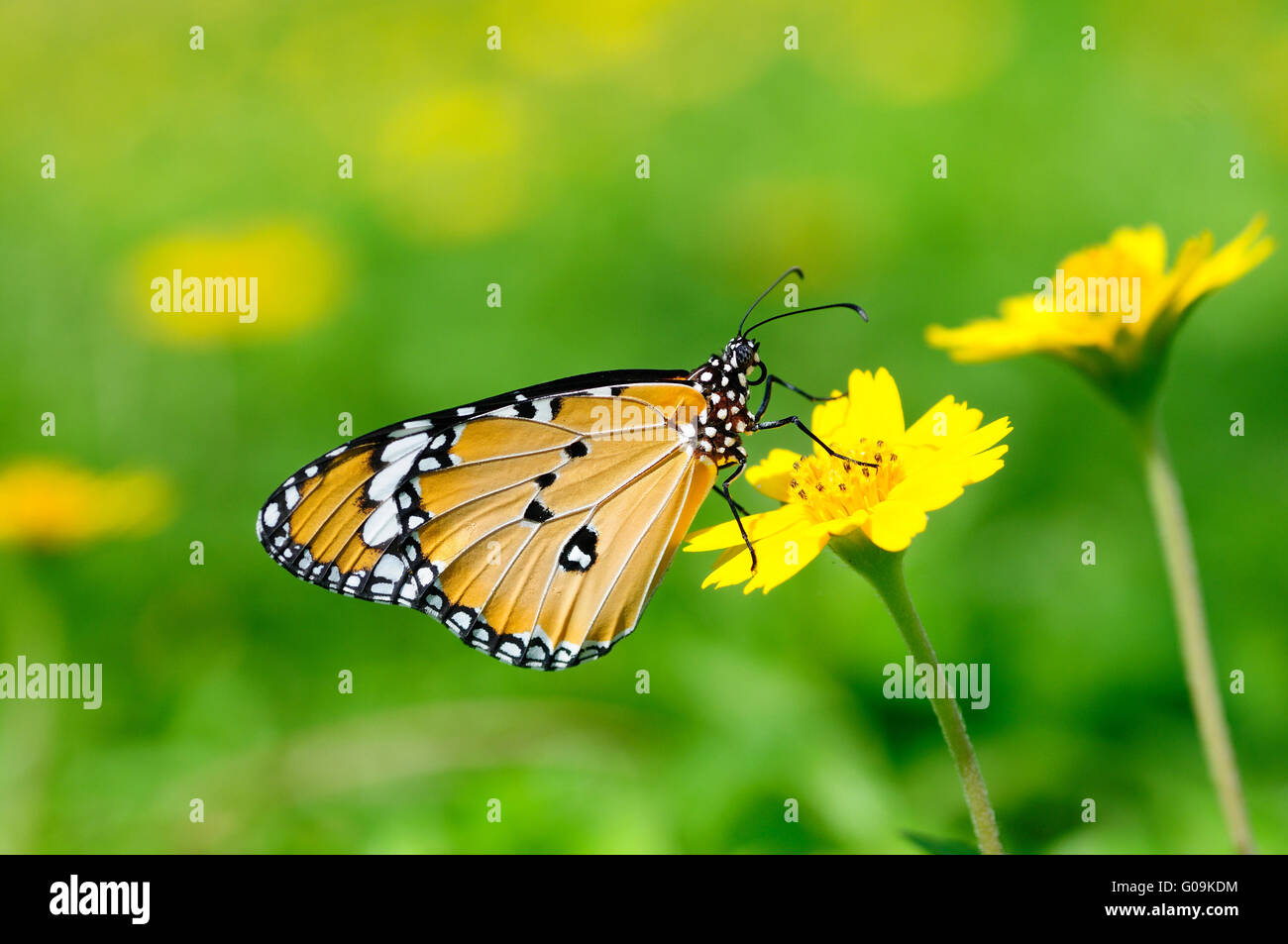 Tiger flight spring hi-res stock photography and images - Alamy