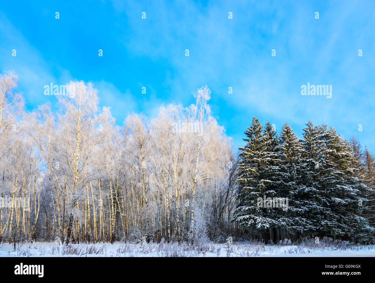Deciduous in cold climate hi-res stock photography and images - Alamy
