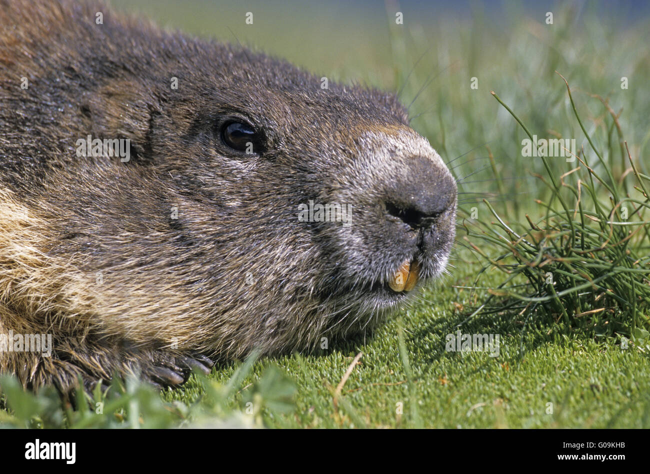 Alp marmota hi-res stock photography and images - Alamy