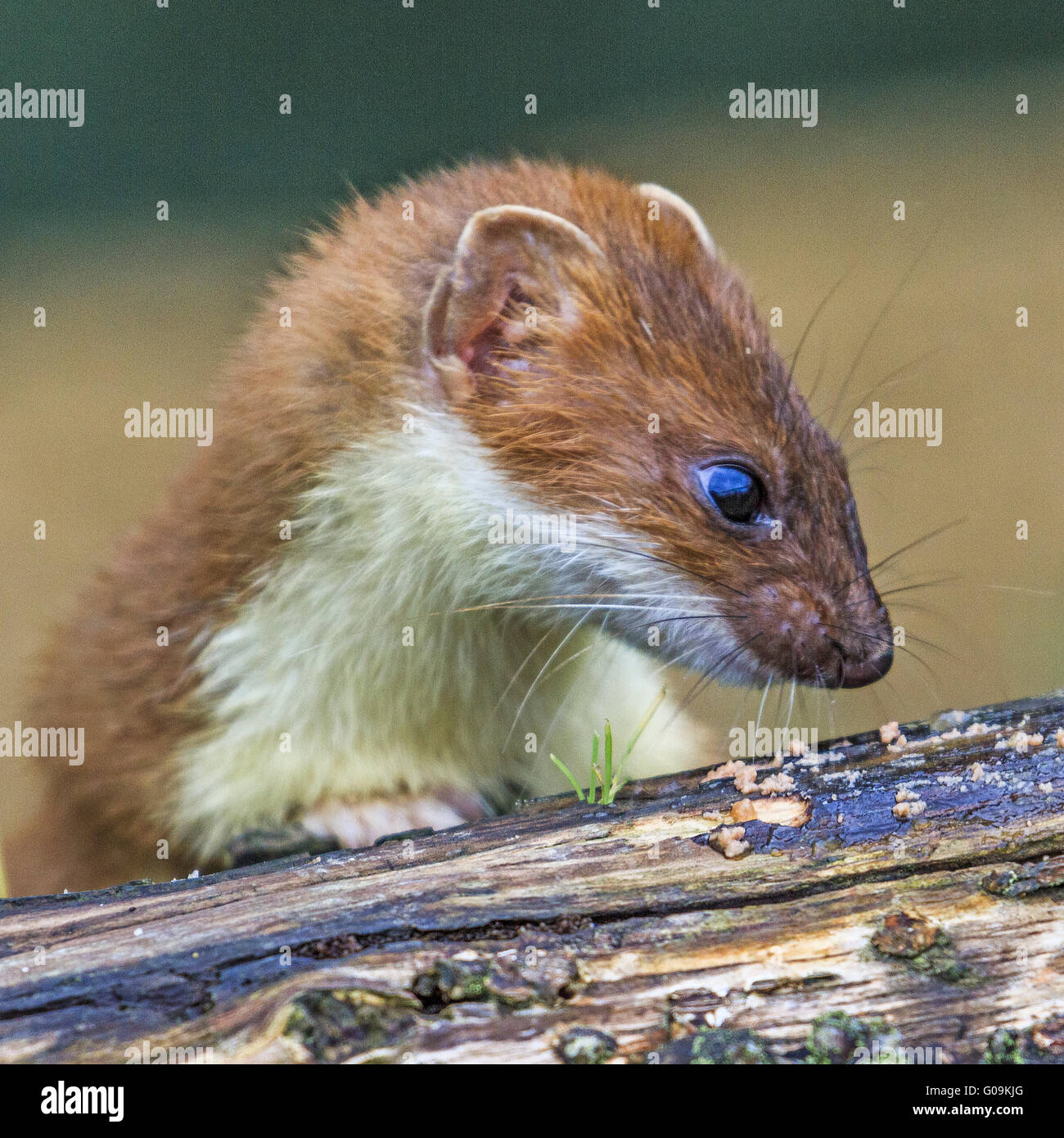 Ermine stoat hunting hi-res stock photography and images - Alamy