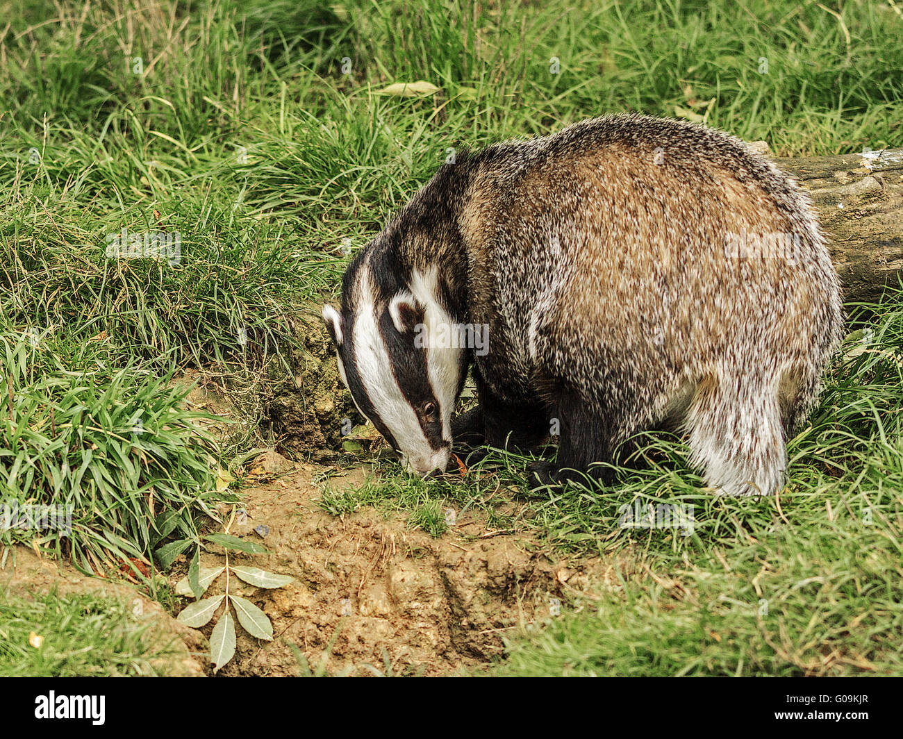 Badger digging hi-res stock photography and images - Alamy