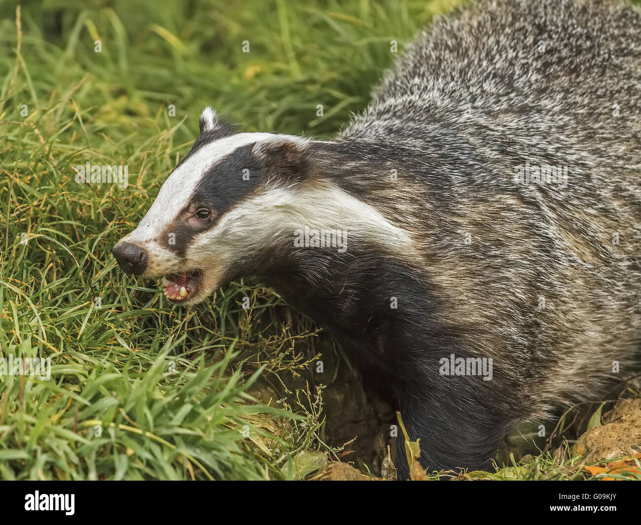 Badger digging hi-res stock photography and images - Alamy