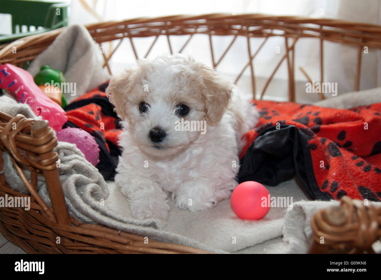 Baby Bichon Frise Stock Photos & Baby Bichon Frise Stock Images - Alamy