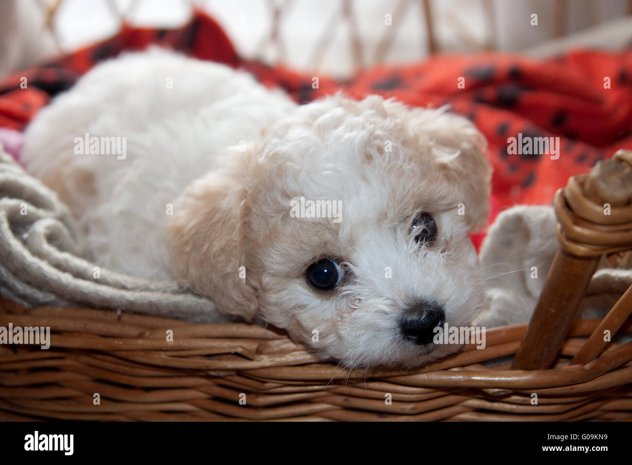 Young puppy Bison Stock Photo - Alamy