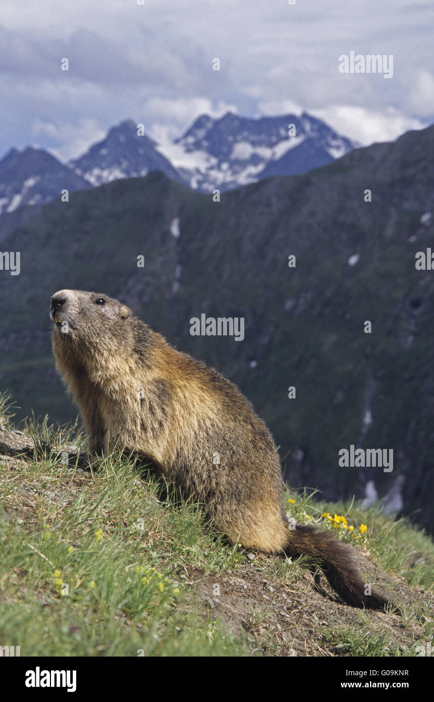 Alpine Marmot in front of the Alps Stock Photo - Alamy