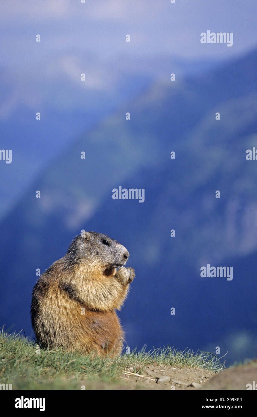 Alpine Marmot in front of the Alps Stock Photo - Alamy