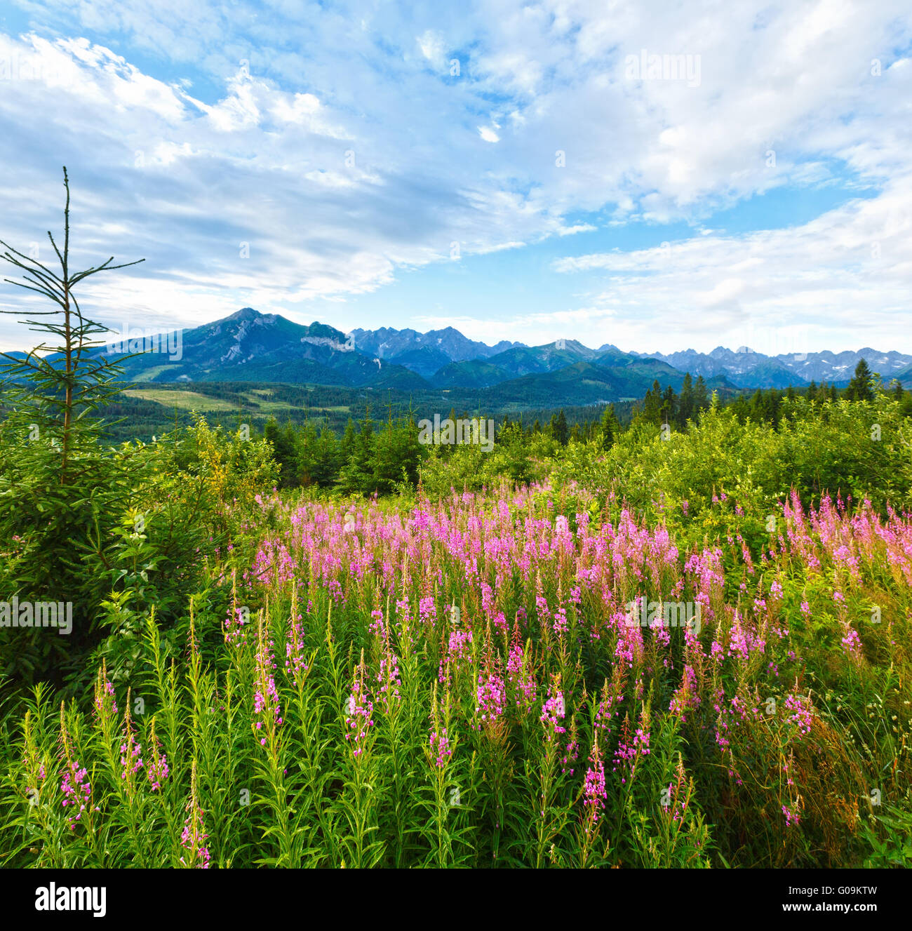 Summer morning mountain landscape with pink flowers (Poland Stock Photo ...