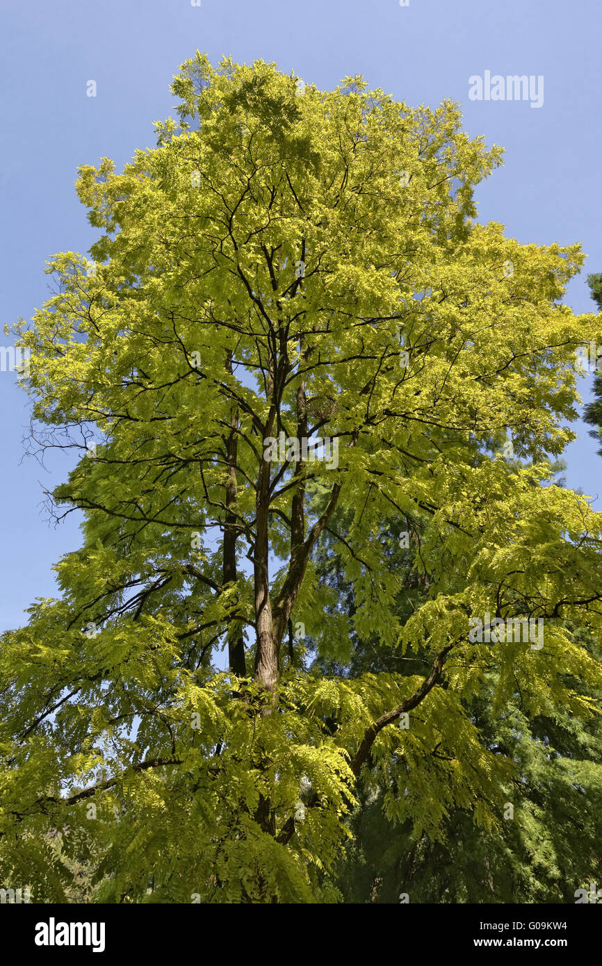 Black locust tree hi-res stock photography and images - Alamy