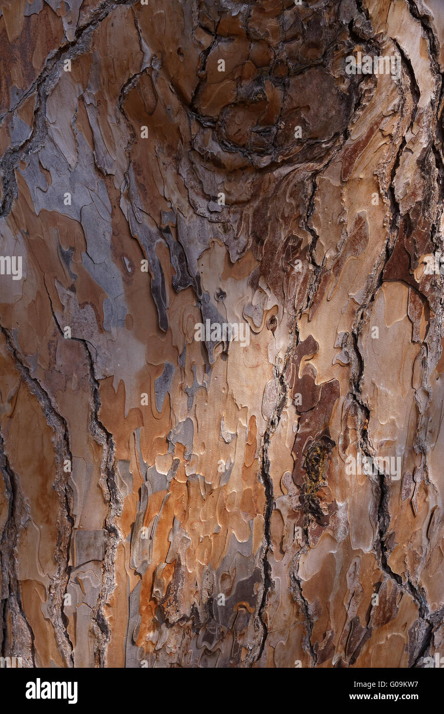 European black pine tree hi-res stock photography and images - Alamy