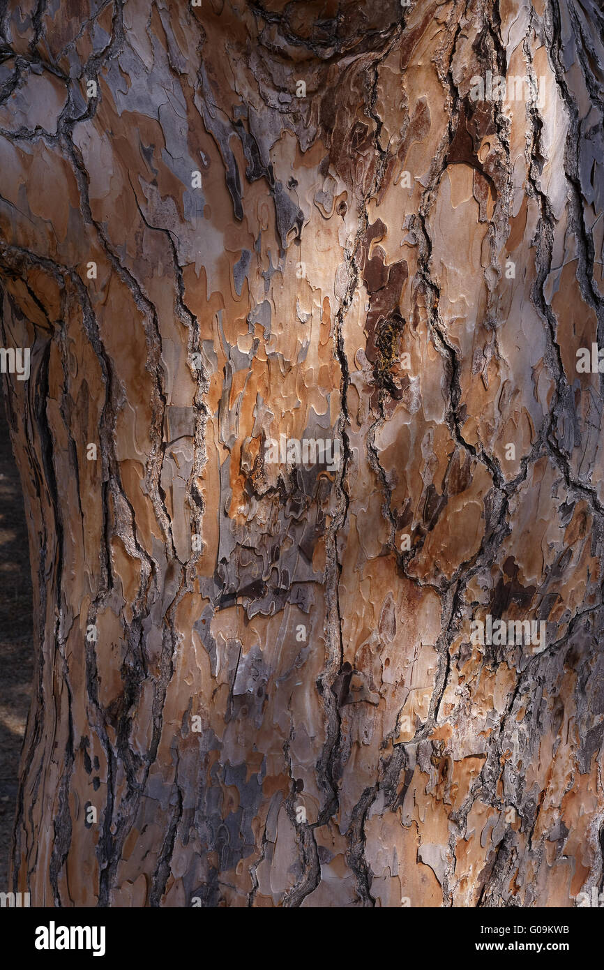 Pinus nigra, Bark of the European Black Pine, Pine Stock Photo - Alamy