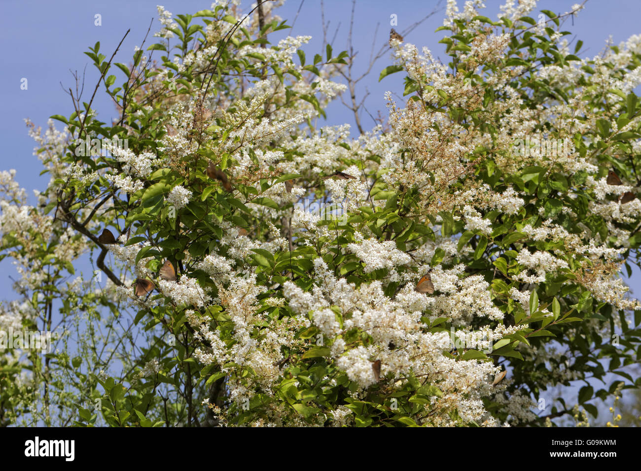 Ligustrum vulgare, Common Privet with butterflies Stock Photo - Alamy