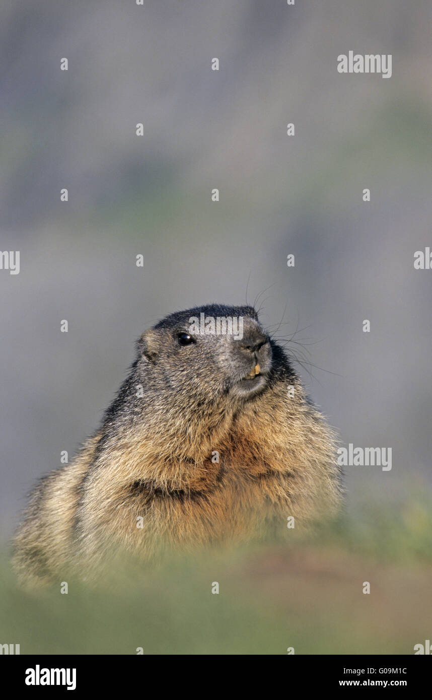Young Alpine Marmot observing the environment Stock Photo - Alamy