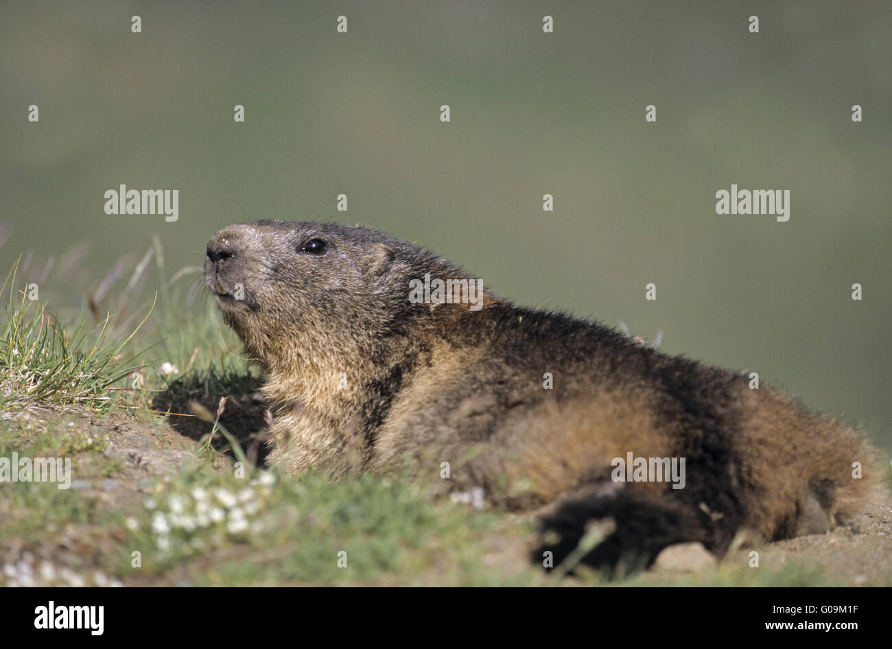 Alpine marmot lying marmota hi-res stock photography and images - Alamy