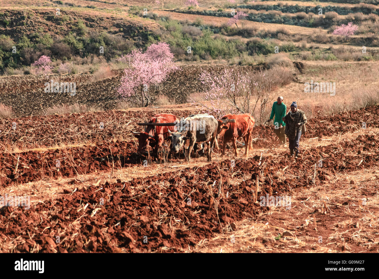 Plowing a field Stock Photo - Alamy