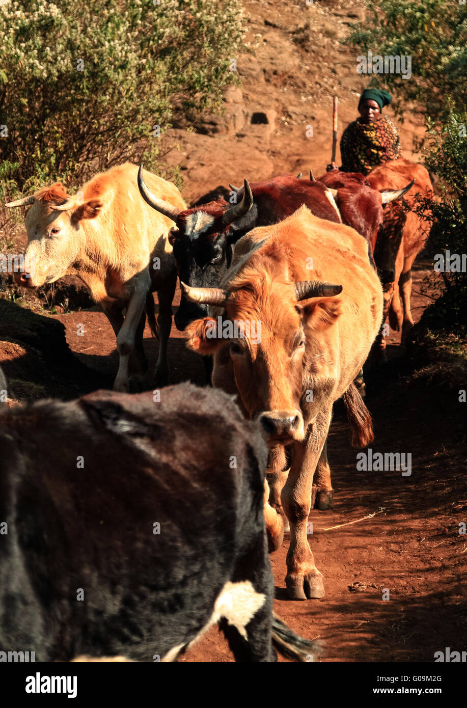 Lesotho Cow High Resolution Stock Photography and Images - Alamy