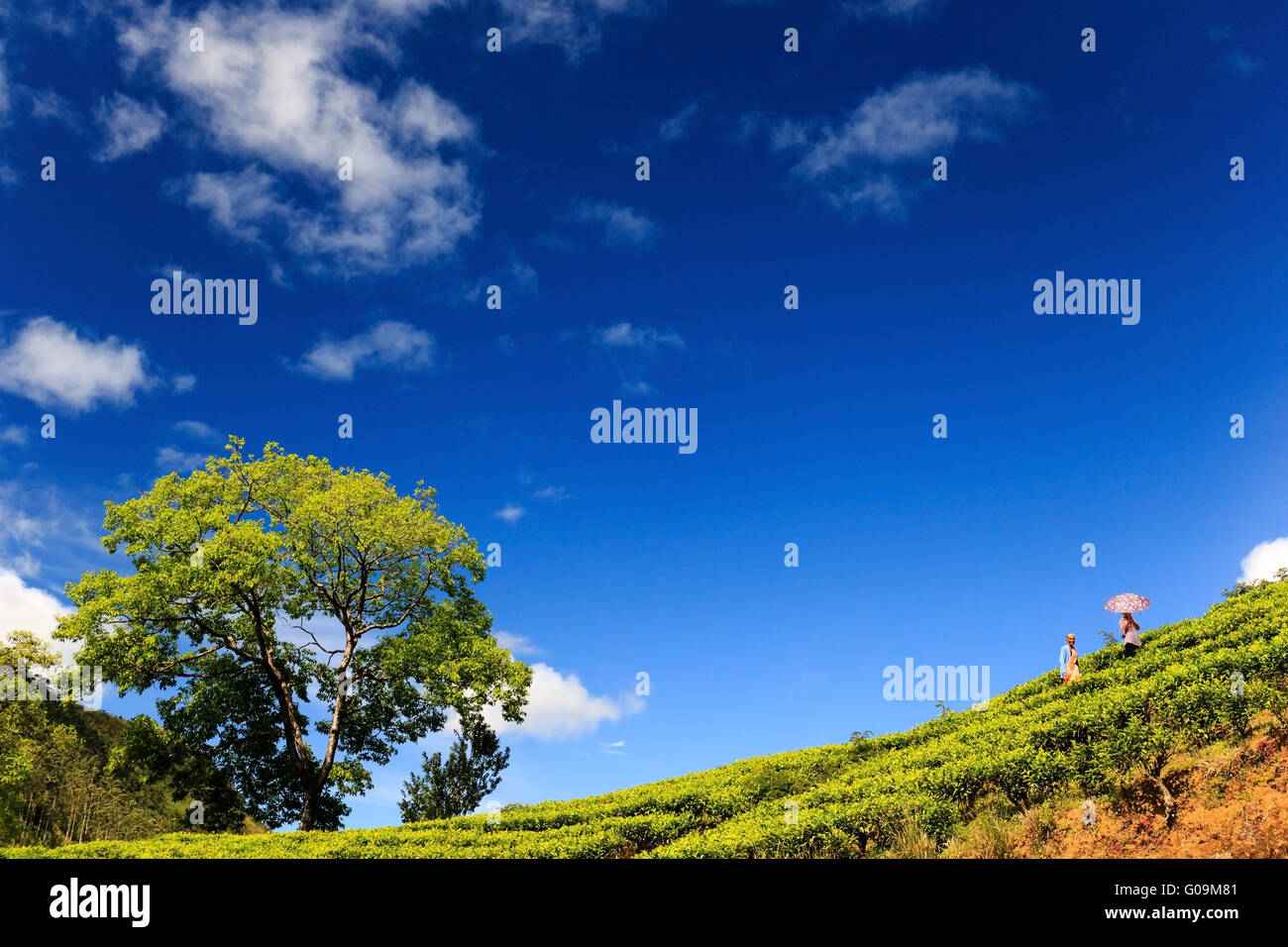 Plantation environment hi-res stock photography and images - Alamy